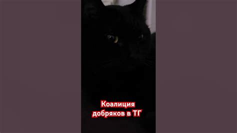 камочек😡 Youtube