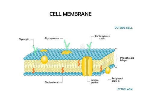 Exploring The Process Of Diffusion In Cell A Comprehensive Diagram