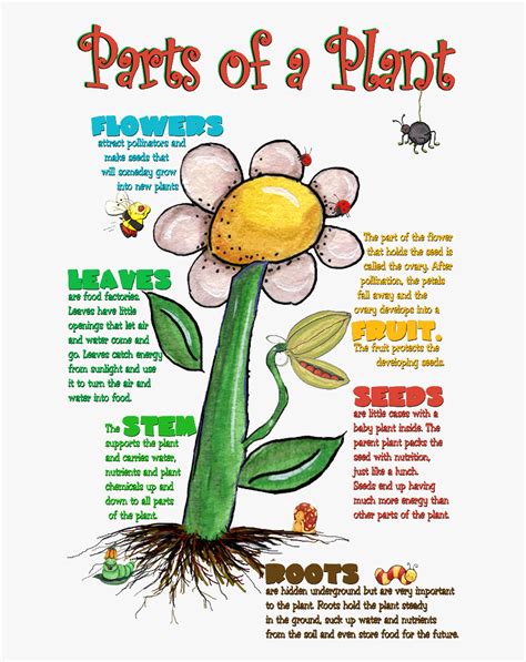 Diagram The Parts Of A Flower And Label Their Functions Best Flower Site