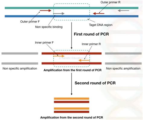What Is Nested Pcr