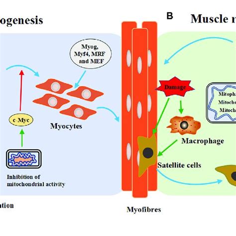 Mitochondria Are Extensively Involved In The Metabolic Process Of Download Scientific Diagram