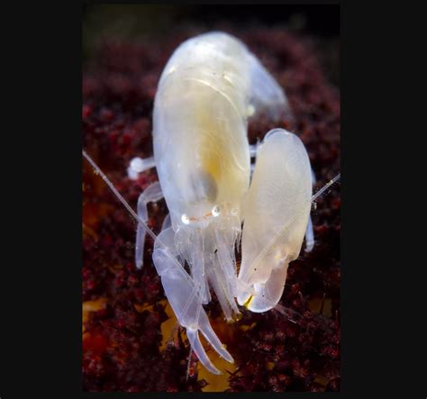 Pistol Shrimp Communicating Science 2019w211