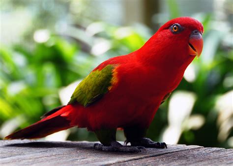 Red Parakeets