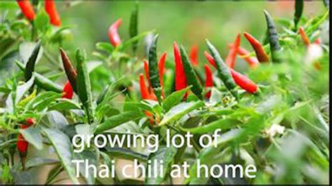 Growing Thai Chili Peppers Peppers Thai Hot Plant Chili Pepper