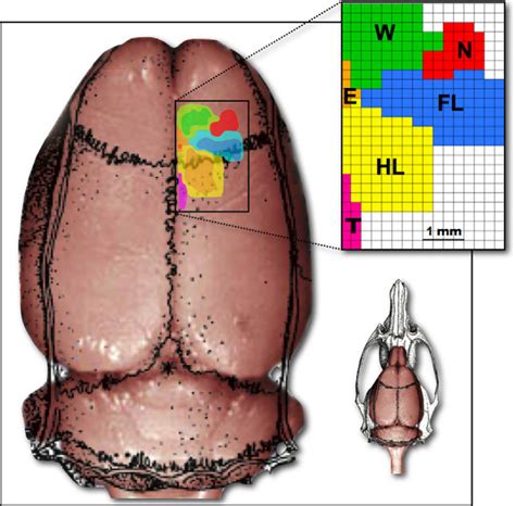 Probabilistic Map Derived From Bipolar Epidural Electrical Stimulation