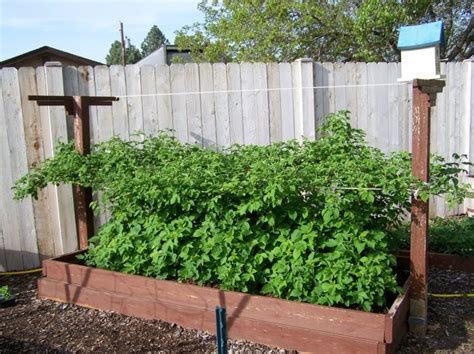 Trellis For Raspberries Trellis Outdoors Gardening Vegetables