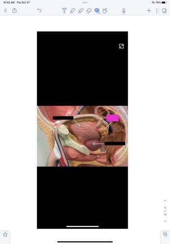 Lab Practical Flashcards Quizlet