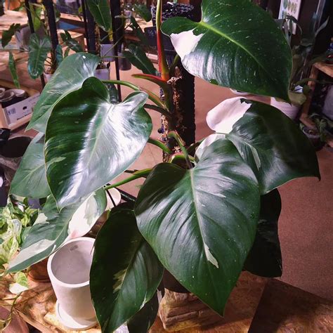 【臨時休業のお知らせ】 ブログ 愛知の観葉植物ならmonster A Roid