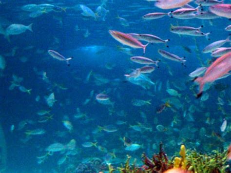 Can We Guess Your Favorite Color Quizdoo