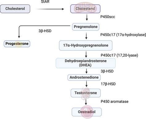Sex Steroid Hormone Dynamics In Reproduction In Sheep Intechopen