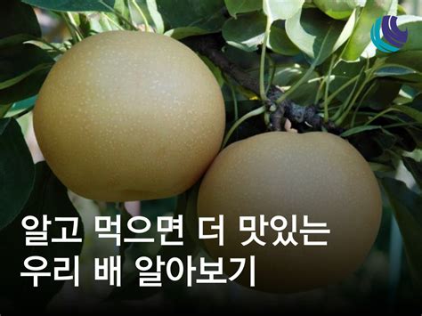 알고 먹으면 더 맛있는 우리 배 알아보기 농식품정보