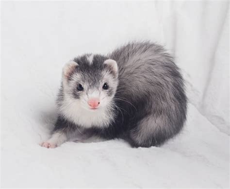 Rare Ferret Colors