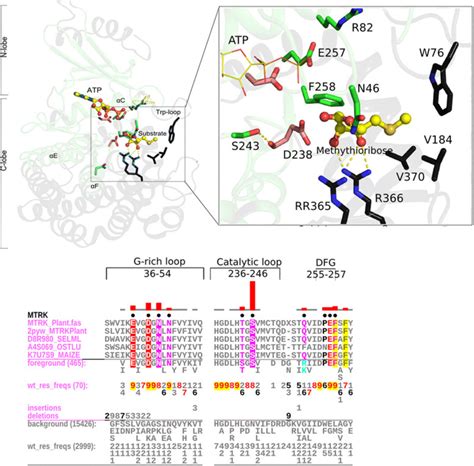 The Substrate Recognition Region In Mtrk The Top Panel Shows The