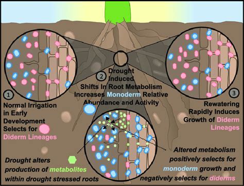 Proposed Model For Selection Of Monoderm Lineages During Drought In The