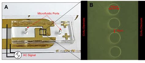 Table 1 From Passivated Electrode Insulator Based Dielectrophoretic Chips For Rare Cell Analysis