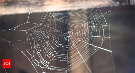 Why Is Your Home Full Of Cobwebs Understanding Cobwebs And Their