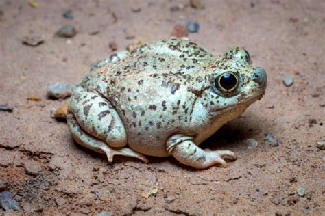 Desert Rain Frog Size