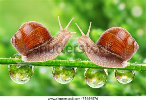 Snail Sex Over 37 Royalty Free Licensable Stock Illustrations And Drawings Shutterstock Snail Sex Over 37 Royalty Free Licensable Stock Illustrations And Drawings Shutterstock