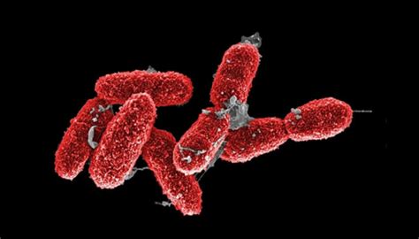 These Small Bacteria Eat Huge Amounts Of Methane How Will They Respond