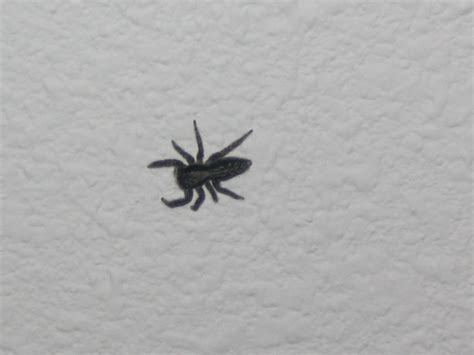 Little Black Jumping Spider