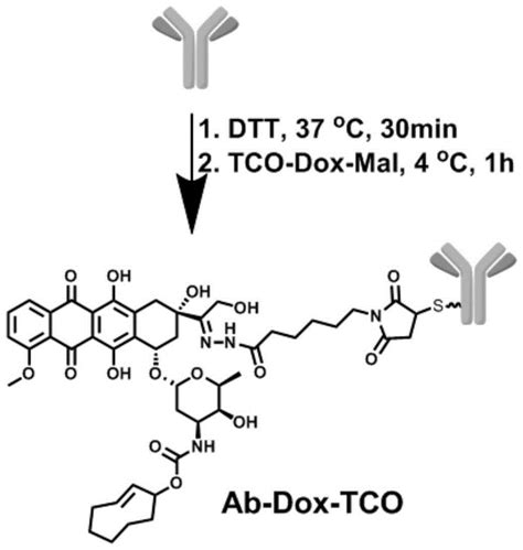 抗体前药偶联物及其制备和应用的制作方法