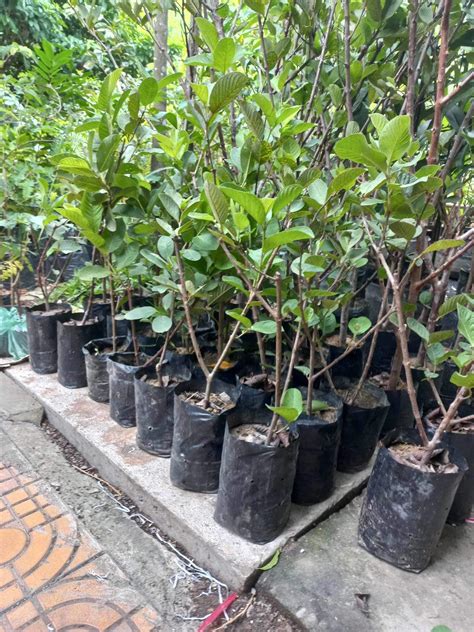 កសិកម្មកូនខ្មែរ 👉មានលក់ ពូជ ត្របែក អត់គ្រាប់