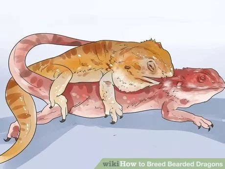 How To Breed Bearded Dragons