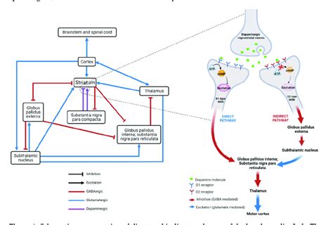 Schematic Representation Of Direct And Indirect Pathways Of The Basal Download Scientific