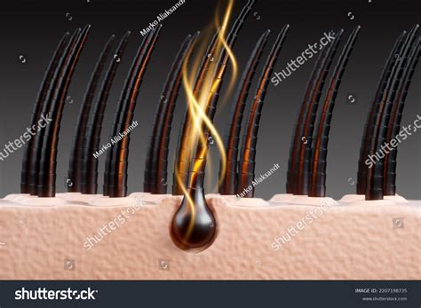 1 148 Scalp Images Images Stock Photos Vectors Shutterstock
