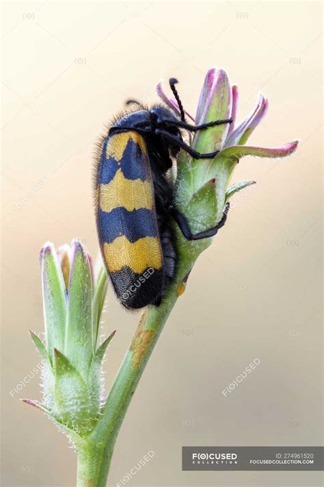 Черный жук с желтыми полосками 65 фото