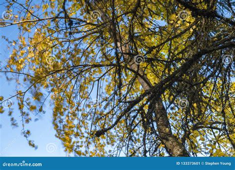 Rustling Leaves Stock Image Image Of Outdoors Autumn 133373601