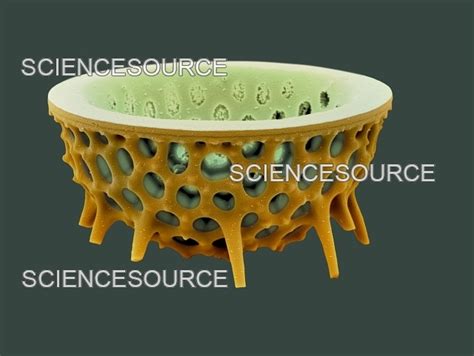 Diatom Under A Microscope Sem Stock Image Science Source Images