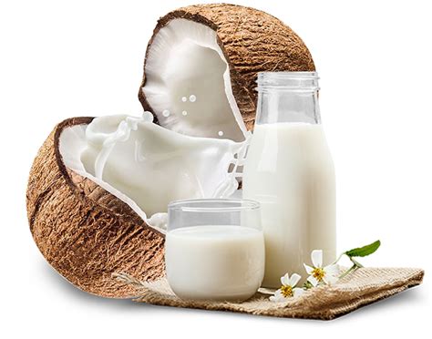 Coconut Milk Clipart At Kai Haddon Blog