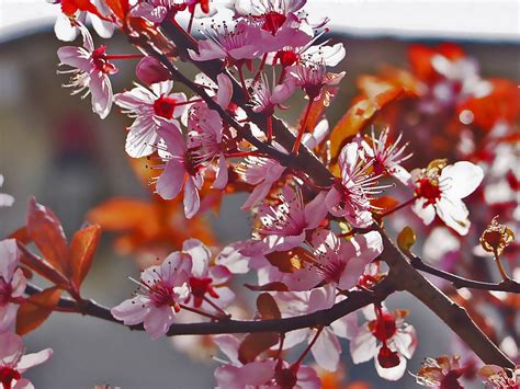 Free Images Tree Nature Branch Fruit Leaf Flower Petal Bloom