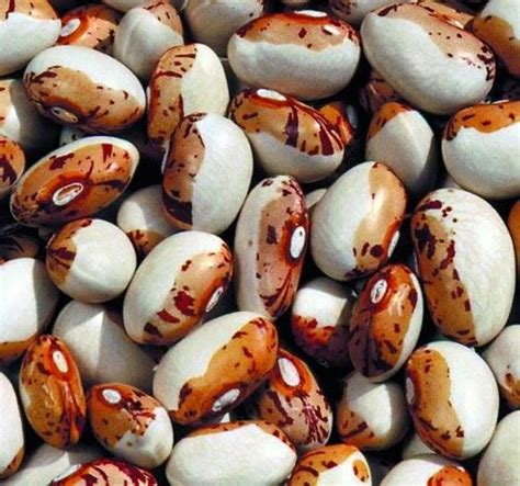Lima Beans Lectins Reumvegetable