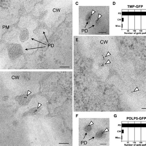 Pdf A Plasmodesmata Localized Protein Mediates Crosstalk Between Cell To Cell Communication