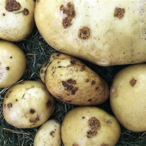 Have Scabby Potato Uaf Cooperative Extension Service