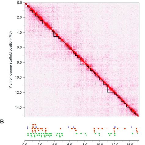 Hi C Chromosome Conformation Capture Sequencing Generated A Single Y