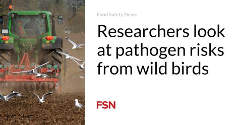 Researchers Look At Pathogen Risks From Wild Birds Food Safety News