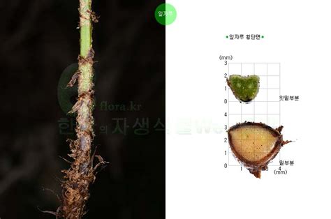 고사리식물 더부살이고사리