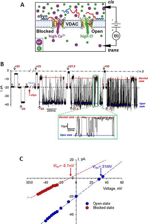 Measurements Of Ion Selectivity Of The Download Scientific Diagram