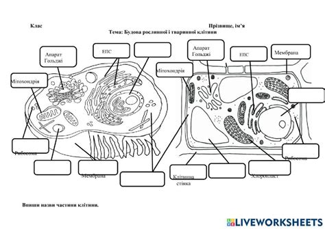2260802 Будова рослинної і тваринної клітини Олена