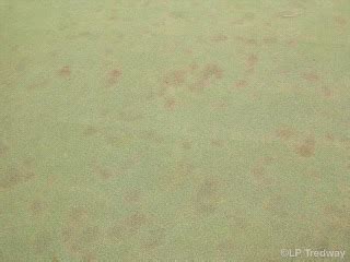 Turfgrass Disease Updates For Golf Courses Pythium Root Rot Is It A