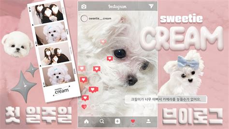 🇰🇷한국일상 크림이와 함께 I 크림이의 첫 일주일 I 아기 강아지 입양 브이로그 Youtube