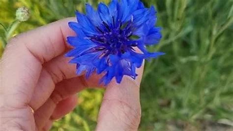 파란꽃 수레국화 꽃말 파종 씨앗 키우기 네이버 Tv