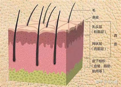 皮肤到底有多厚 知乎