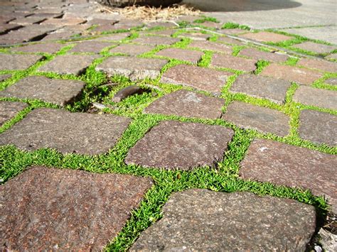 Free Images Nature Path Pathway Grass Field Lawn Sidewalk