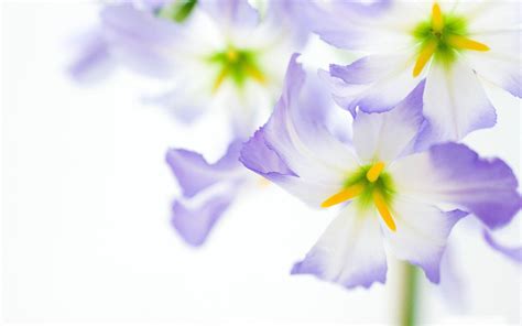 🔥 [20 ] Purple Flower White Backgrounds Wallpapersafari