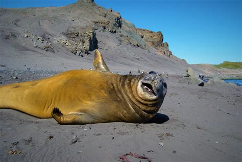 Теодосий Спасов в Антарктика Видео — Приключения с Живко Константинов