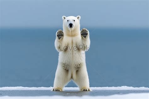 눈 위에 똑바로 서 있는 북극곰 사진 무료 다운로드 Lovepik